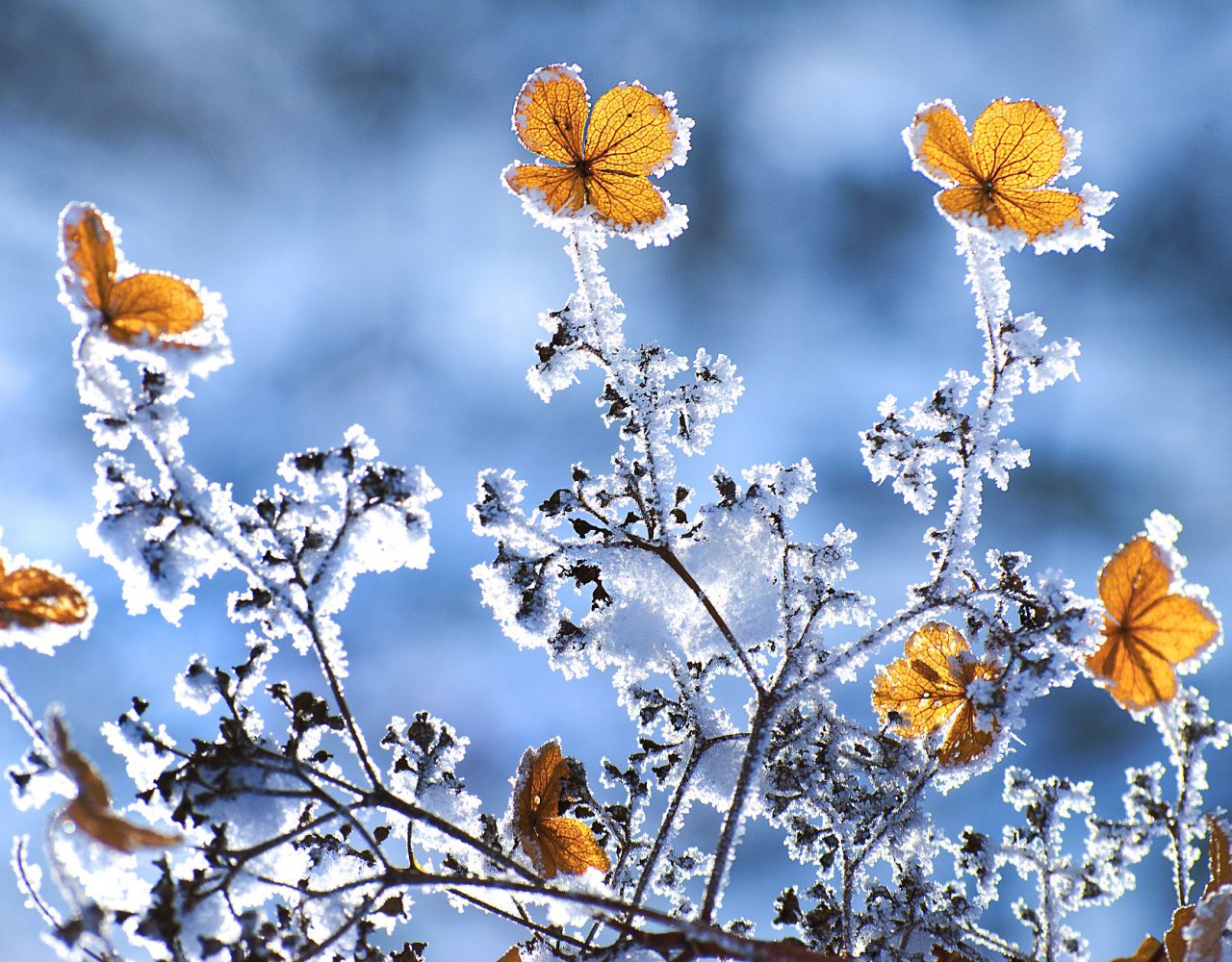 Tapeta Na Pulpit Z Kalendarzem - Grudzien 2018 • Projekt Ogród